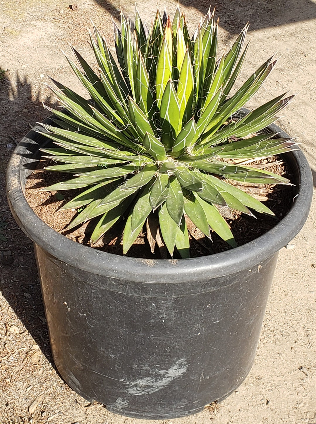 Agave Filifera - Thread Agave 15 Gallon Plants - Etsy