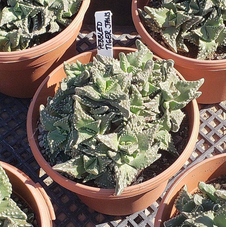 Faucaria Tuberculosa Pebbled Tiger Jaws in 6 Inch Pots - Etsy