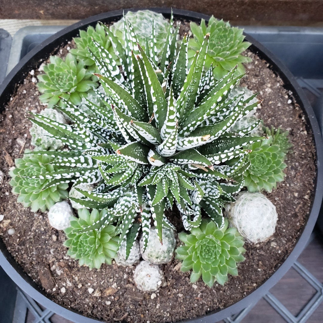 Gift Capri Pots With Mixed Succulents - Etsy