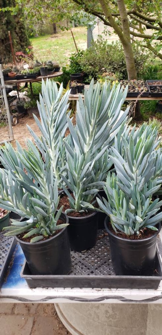 Senecio Ficoides 'mount Everest' Skyscraper Senecio - Etsy Finland