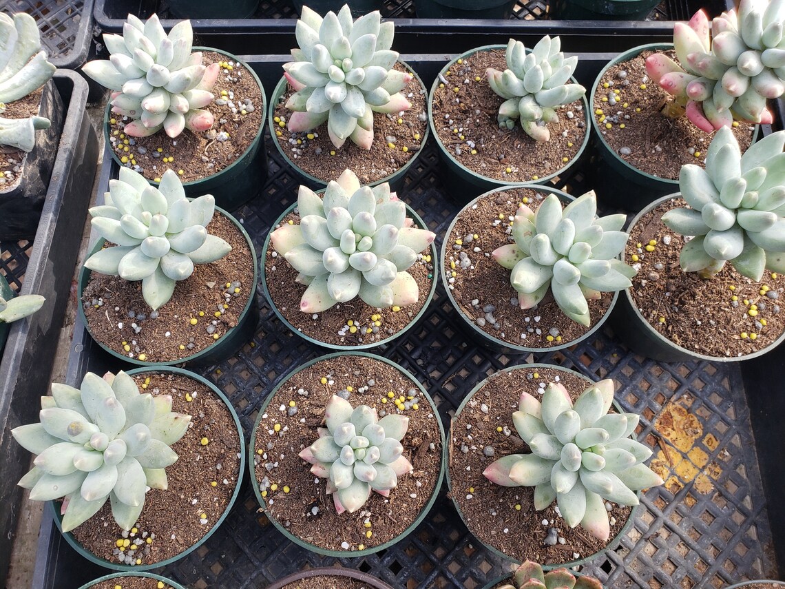 Pachyphytum 'hookerii' - 4 Inch Pots - Etsy