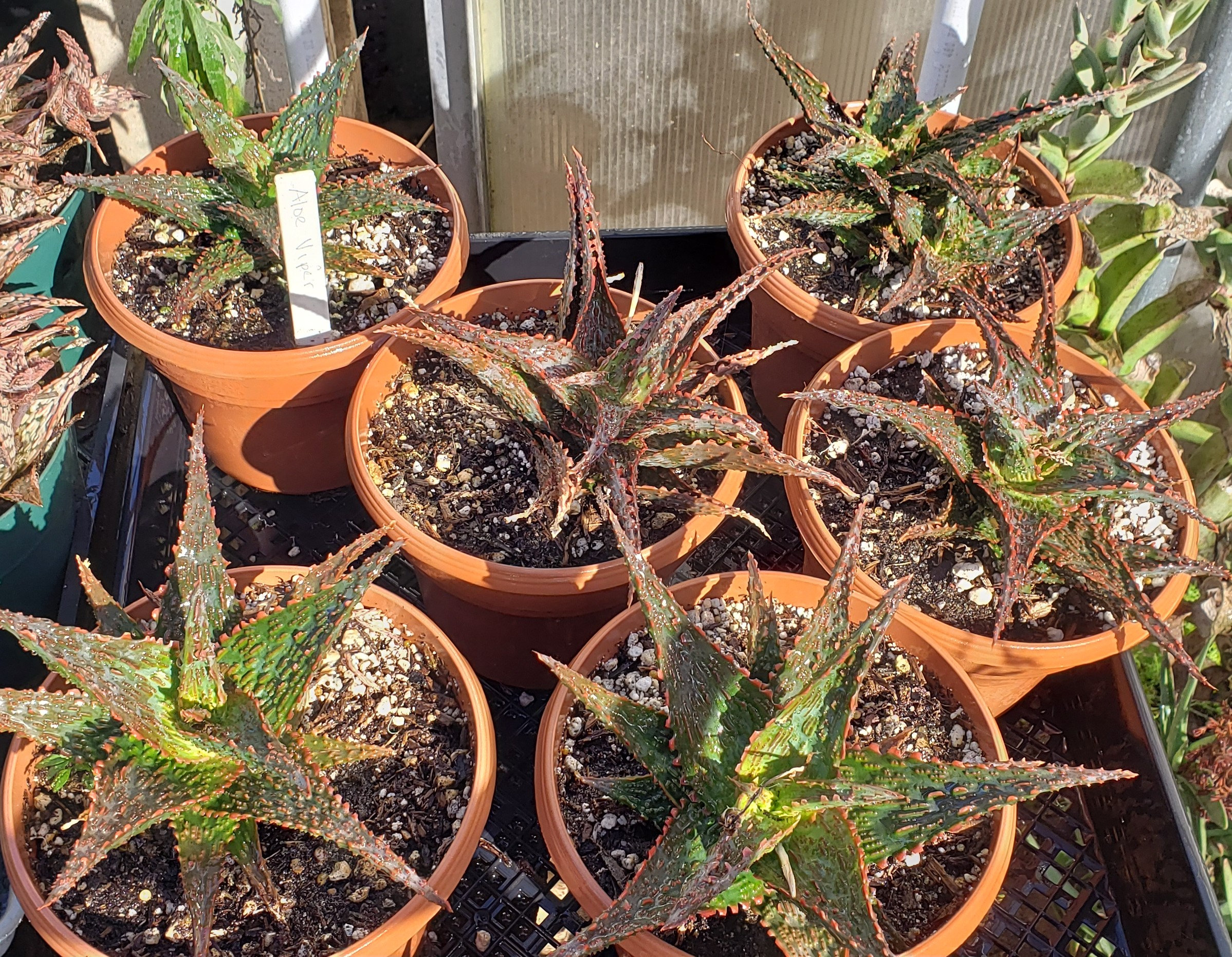Aloe 'viper' - Hybrid Aloe Viper in 6 Inch Pots - Etsy