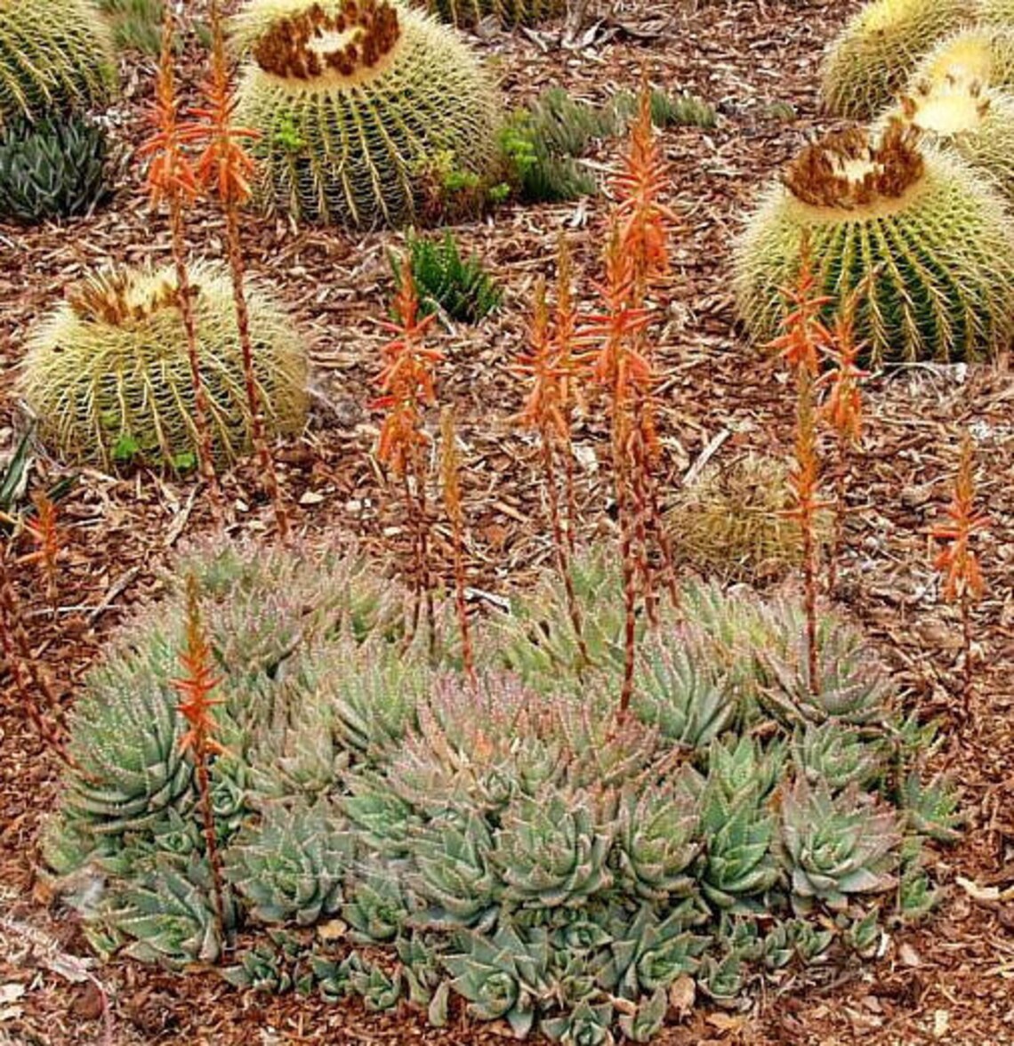 Aloe Brevifolia Short-leaved Aloe 4 Inch Pot - Etsy