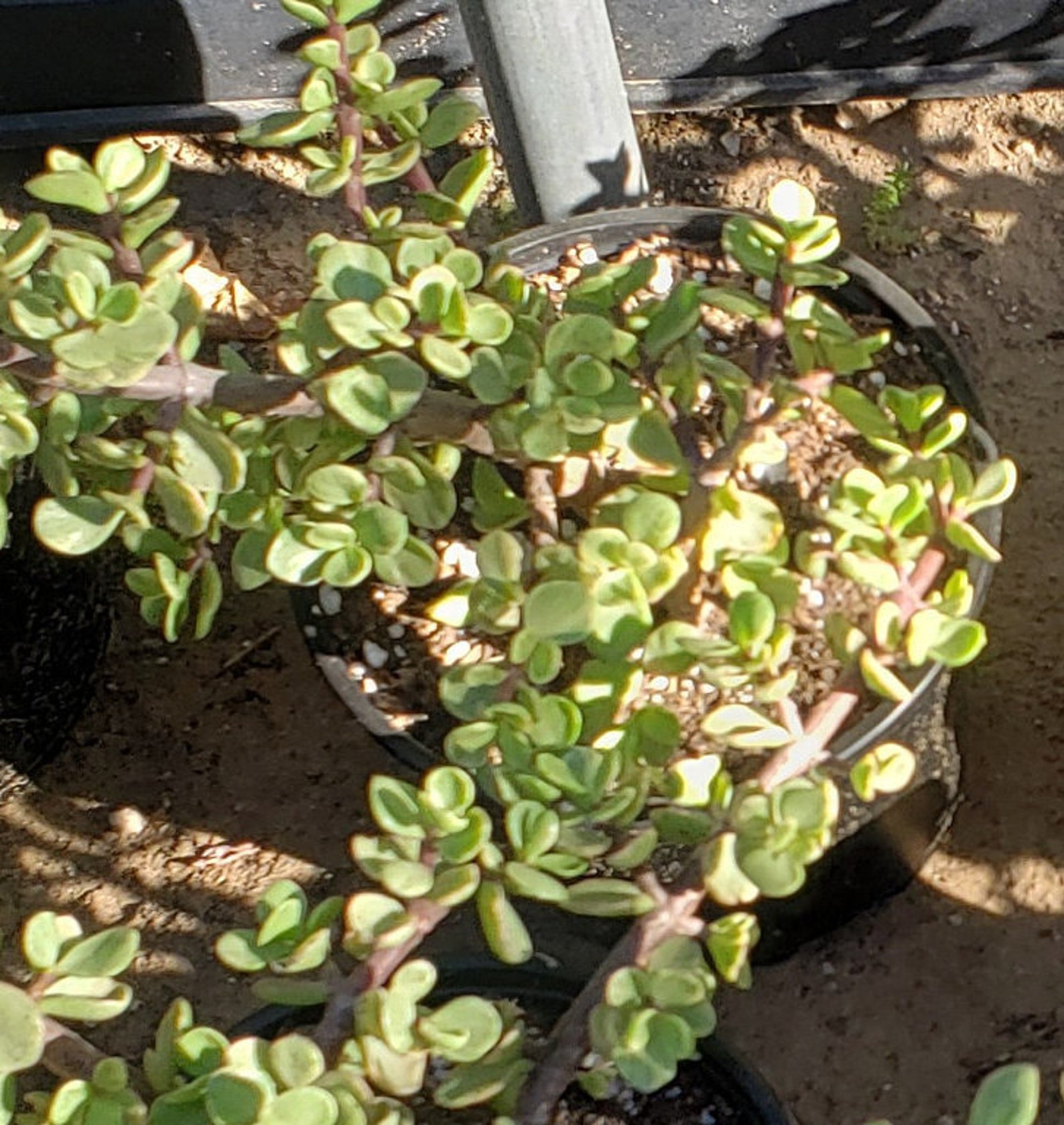Portulaca Afra 'variegata’ - Variegated Elephant Bush in 6 Inch Pots - Etsy