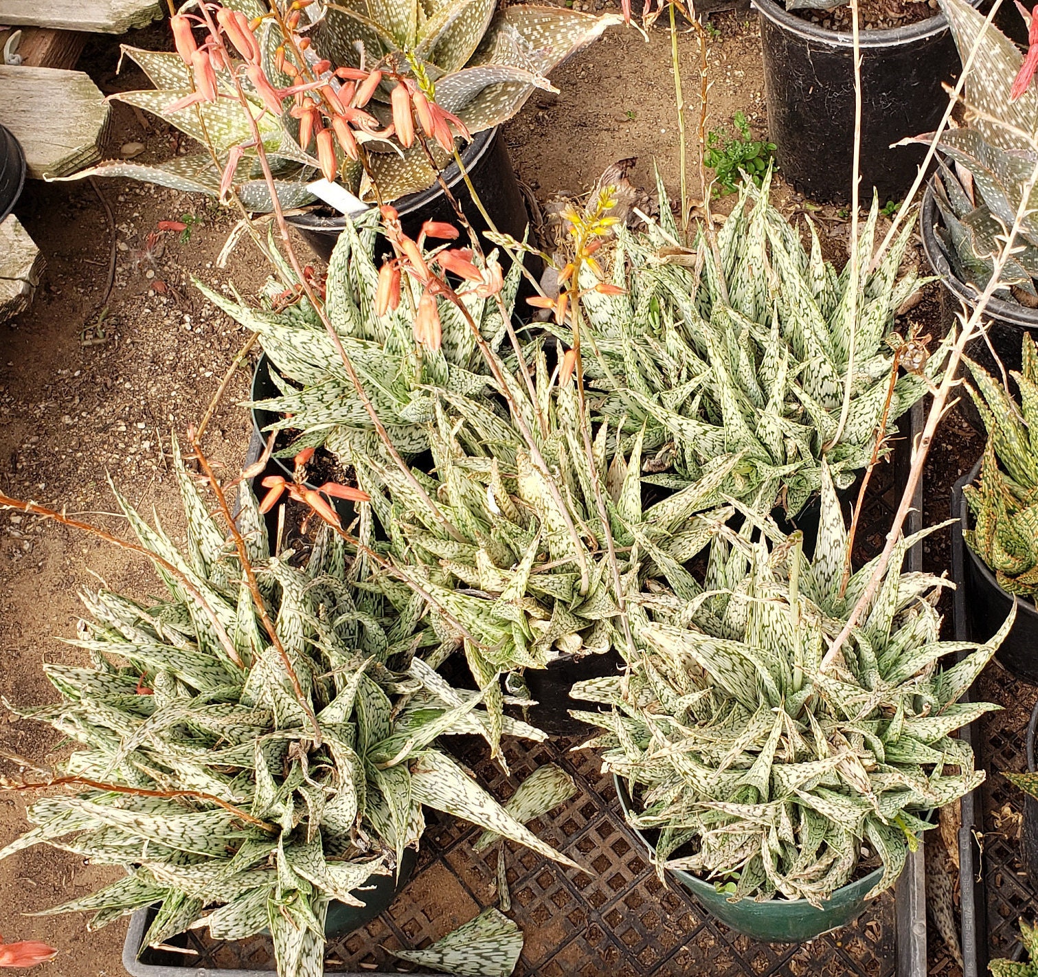 Aloe 'wunderkind' Full 6 Inch Pots | Etsy