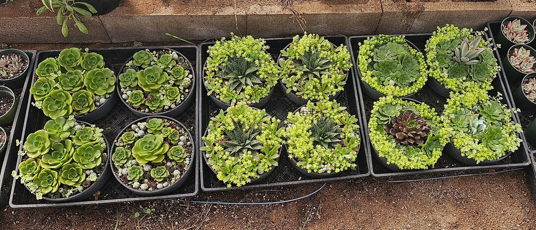 Gift Capri Pots With Mixed Succulents - Etsy