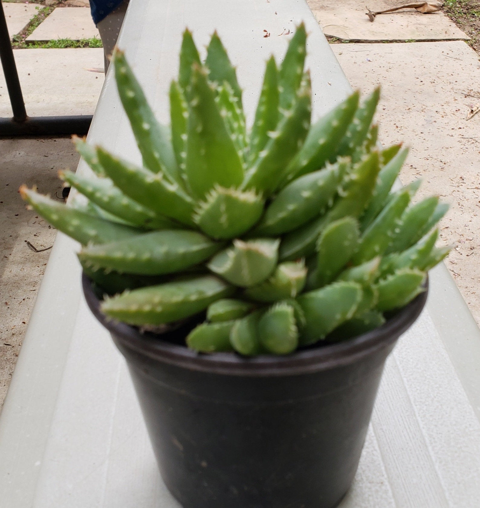 Aloe Brevifolia Short-leaved Aloe 4 Inch Pot - Etsy