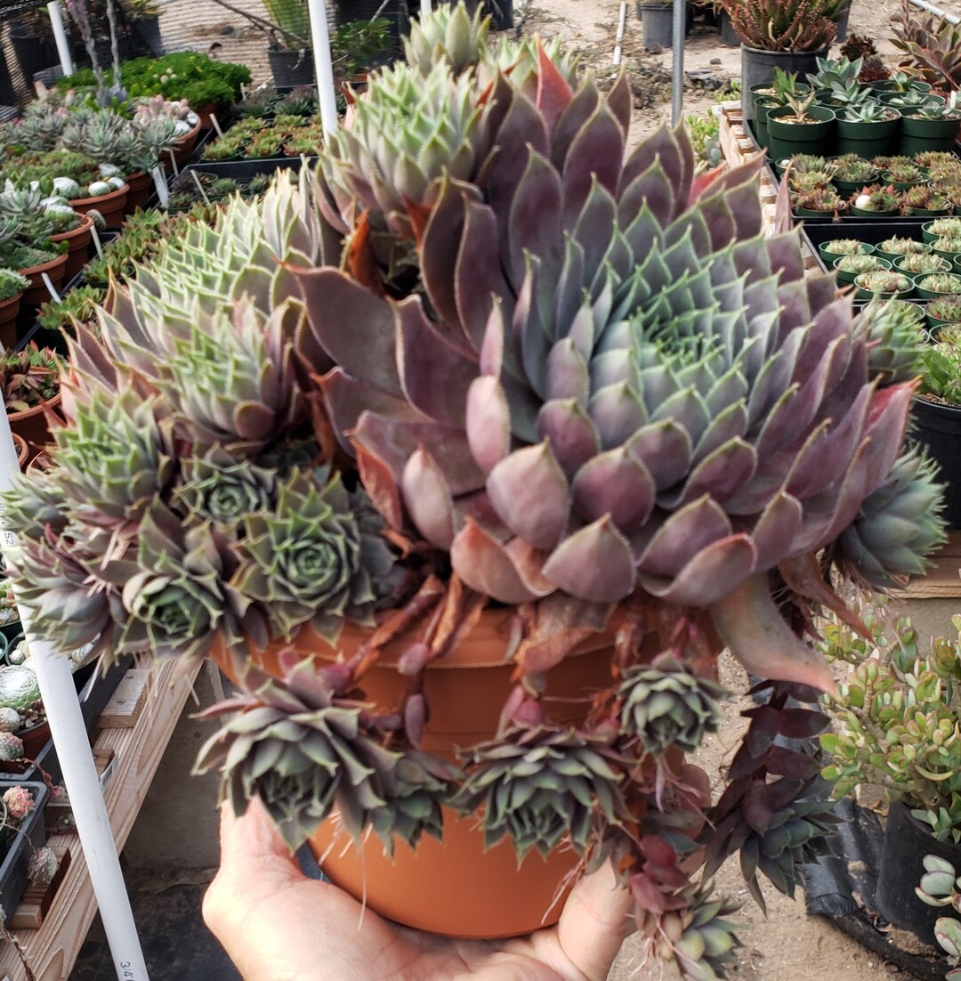 Sempervivum 'ruby Heart' in 4 Inch Pots - Etsy