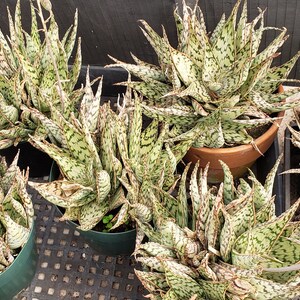 Aloe 'wunderkind' Full 6 Inch Pots - Etsy