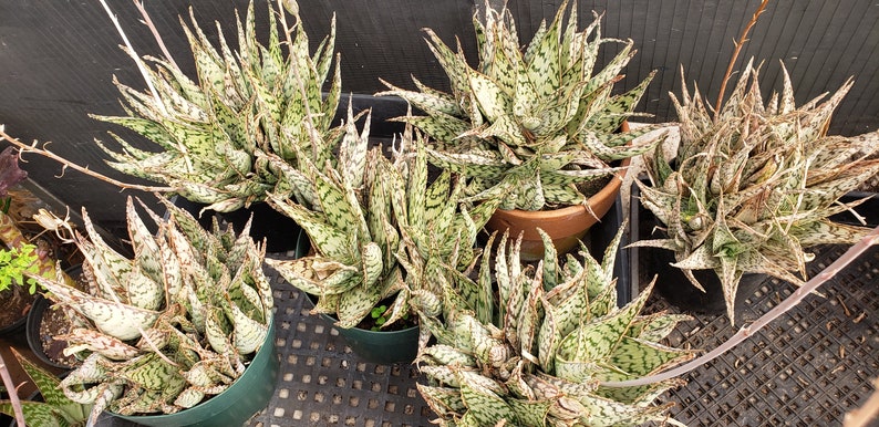 Aloe 'wunderkind' - Full 6 Inch Pots - Etsy