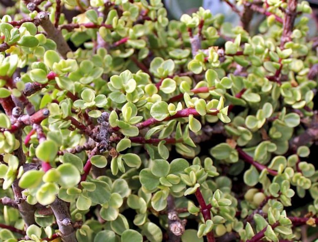 Portulaca Afra 'variegata’ - Variegated Elephant Bush in 6 Inch Pots - Etsy