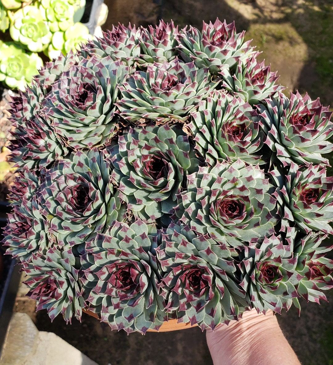 Sempervivum Calcareum - Houseleek - 8 Inch Pot - Etsy