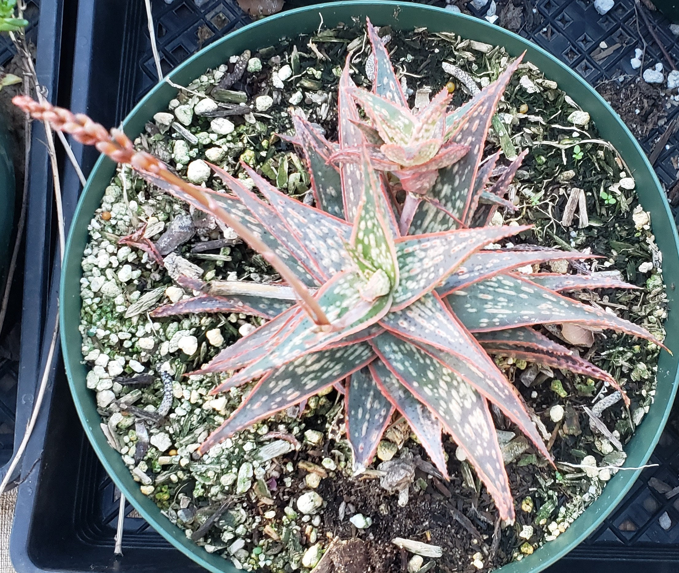 Aloe 'bright Star' in 8 Inch Pots - Etsy