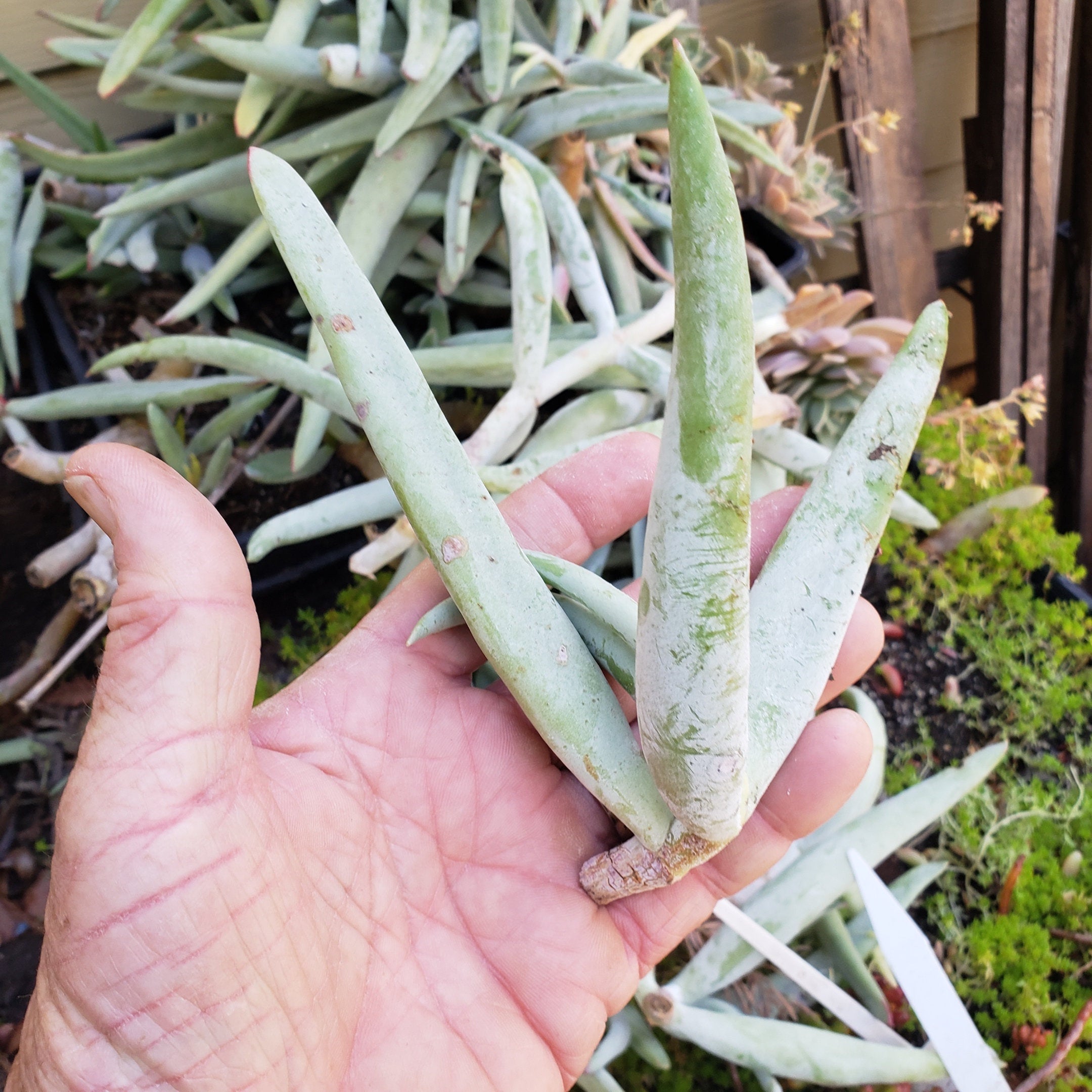 Cotyledon Orbiculata Var. Oblonga 'flavida' - Finger Aloe - 3 Cuttings ...