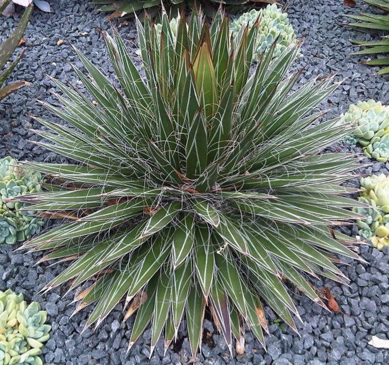 Agave Filifera - Thread Agave 15 Gallon Plants - Etsy