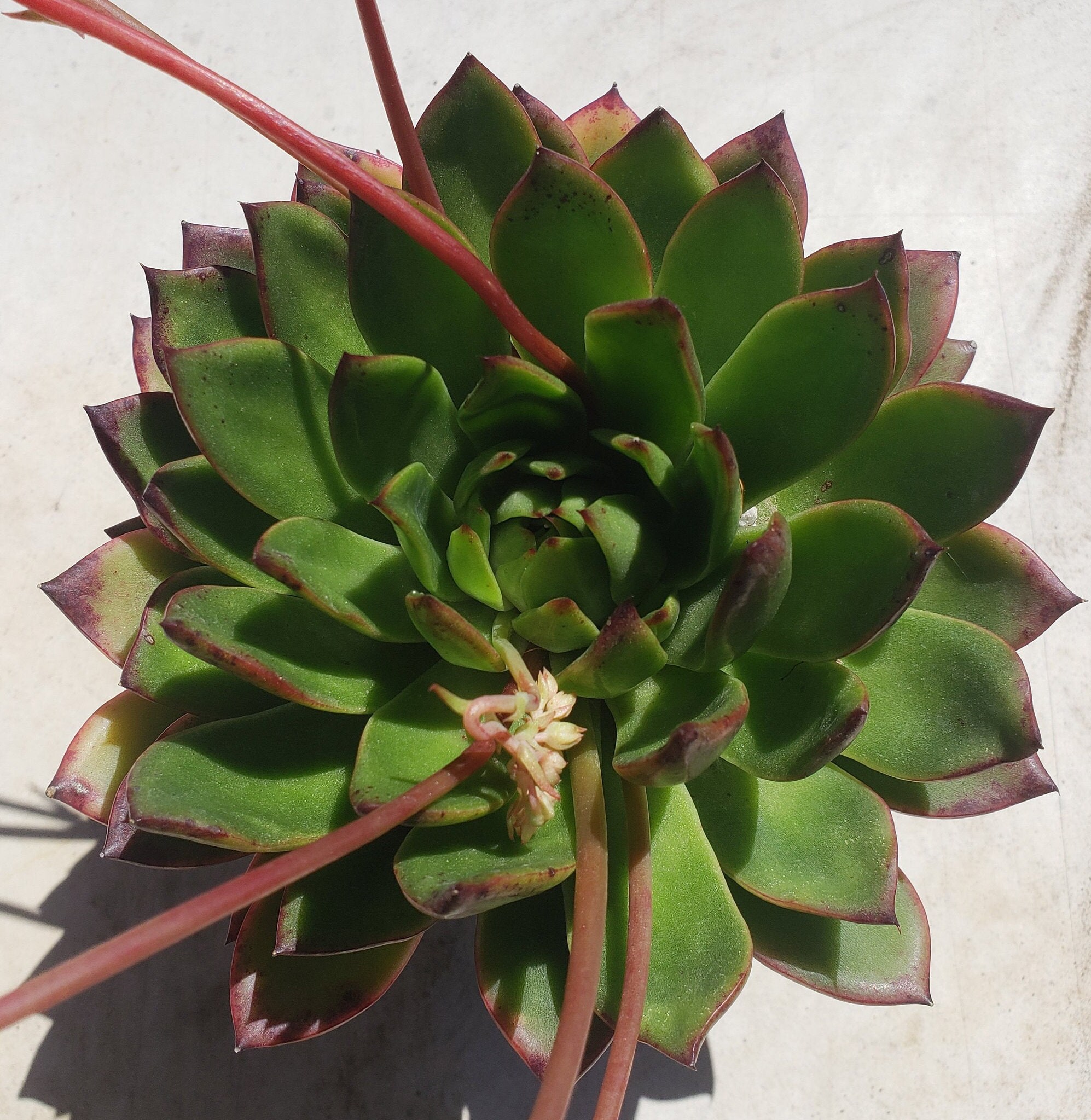 Echeveria Sagita - Mexican Hens and Chicks 4 Inch Pots - Etsy