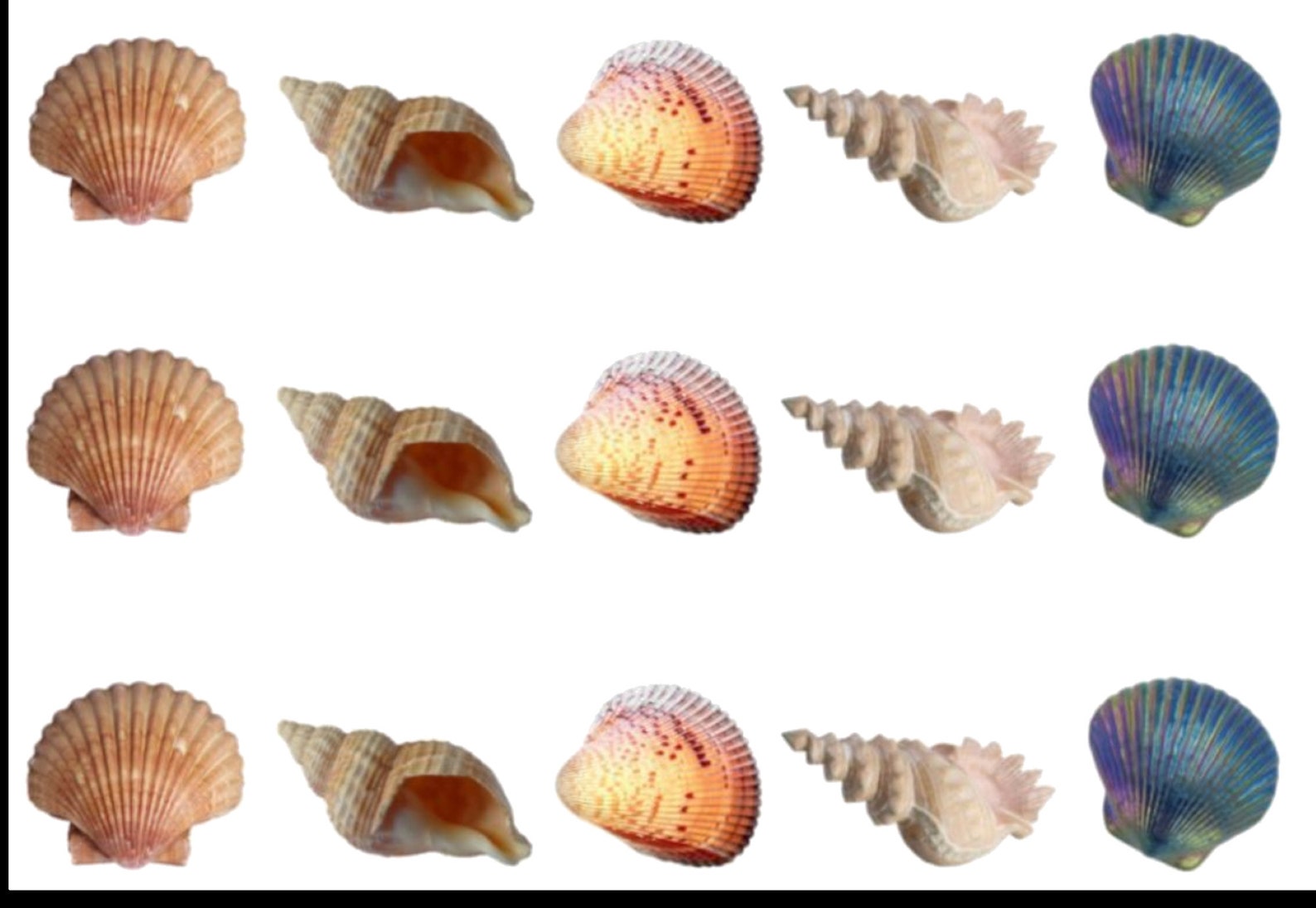 Sea Shells Edible Icing Cake Ribbon / Side Strips - Etsy