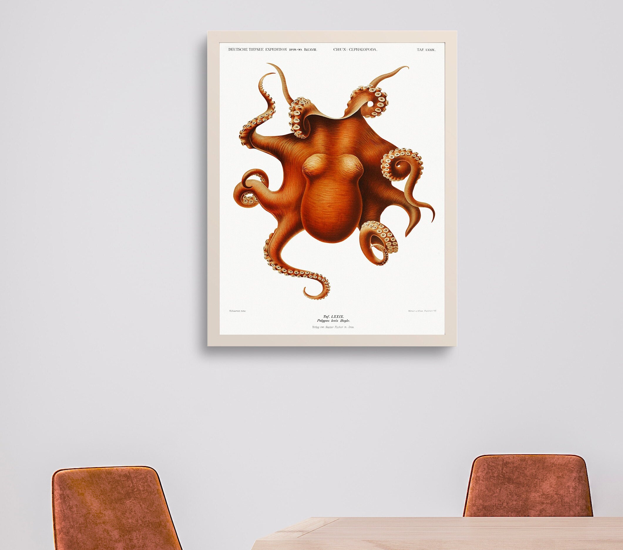 Vintage Red Octopus Illustration Art Print Natural Science - Etsy