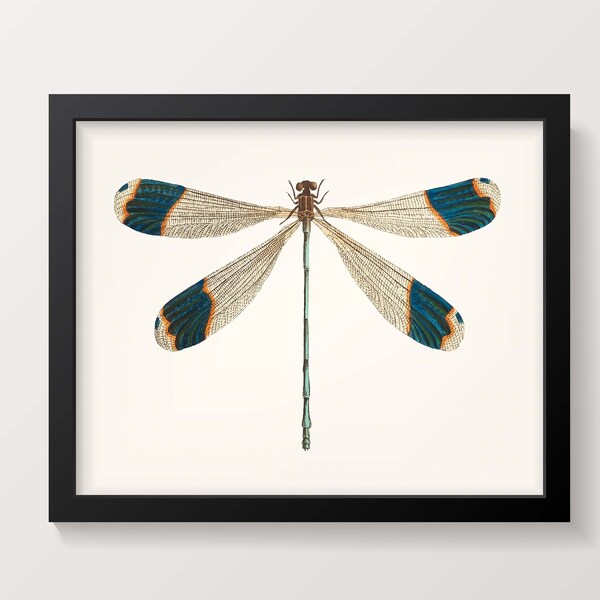 Dragonfly Art Print - Etsy