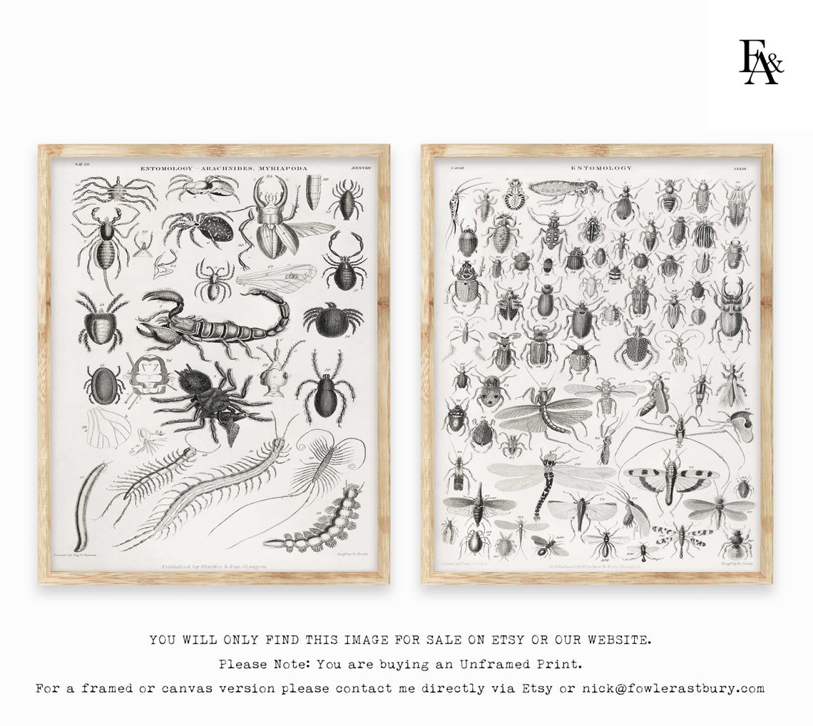 Vintage Entomology Art Print Set of 2 Vintage Reproduction - Etsy