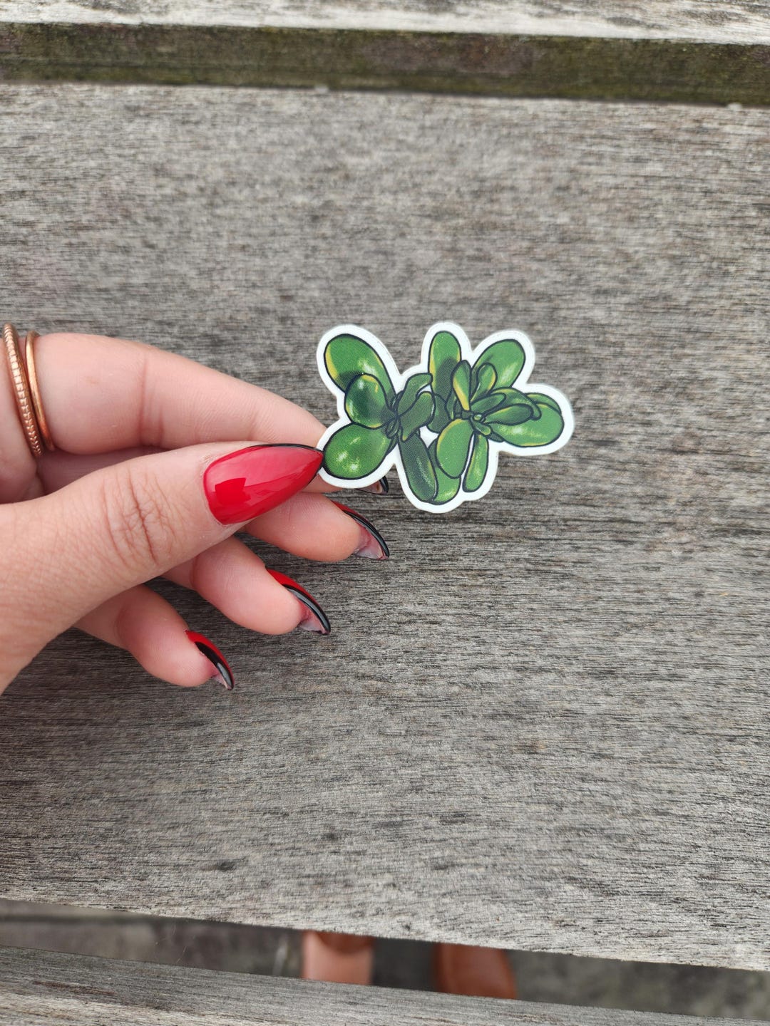 Variegated Jade Plant Sticker, 2" Vinyl Decal - Etsy