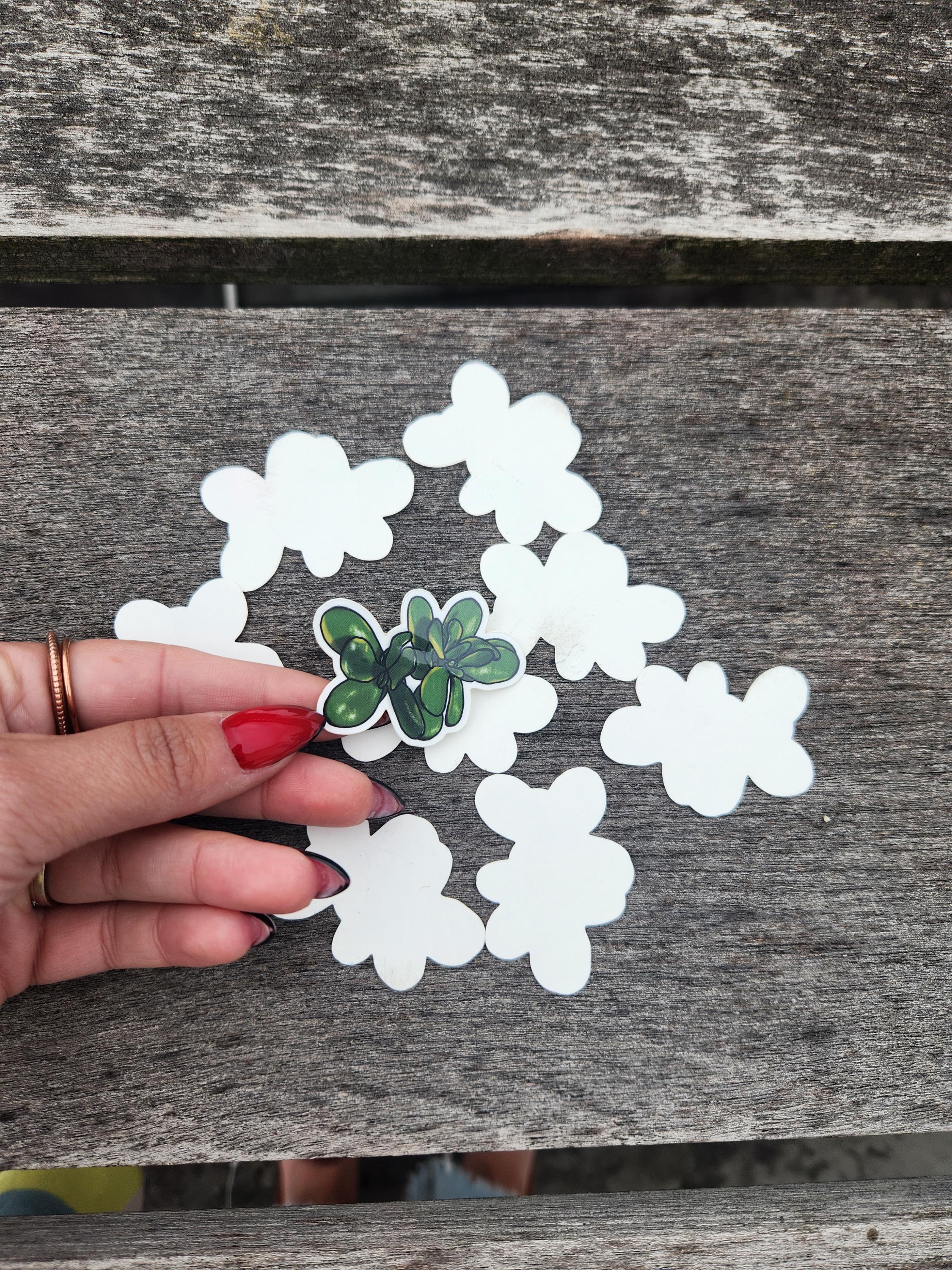 Variegated Jade Plant Sticker, 2" Vinyl Decal - Etsy