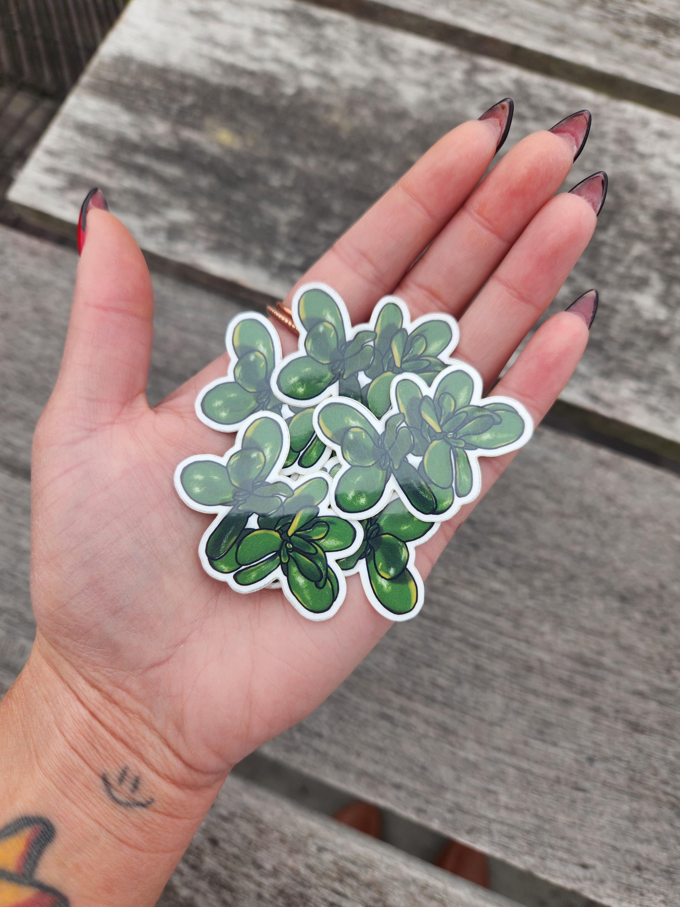 2 " Vinyl Sticker, Variegated Jade Plant Sticker, Plant Sticker, Jade ...