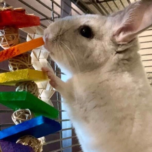 Petal Piñata Chinchilla / Rat / Degu / Rabbit / Guinea Pig / | Etsy