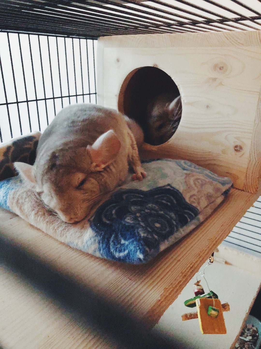 Lazy Chin Pillow/bed - Chinchilla/rat/degu/rabbit/guinea Pig Accessory ...