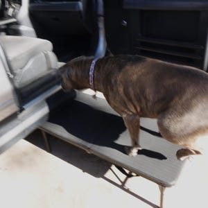 The Alternative to Steps and Ramps! 4 Paws Platform for Small & Large ...