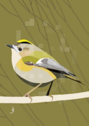 Goldcrest Digital Drawing for Charity - Etsy