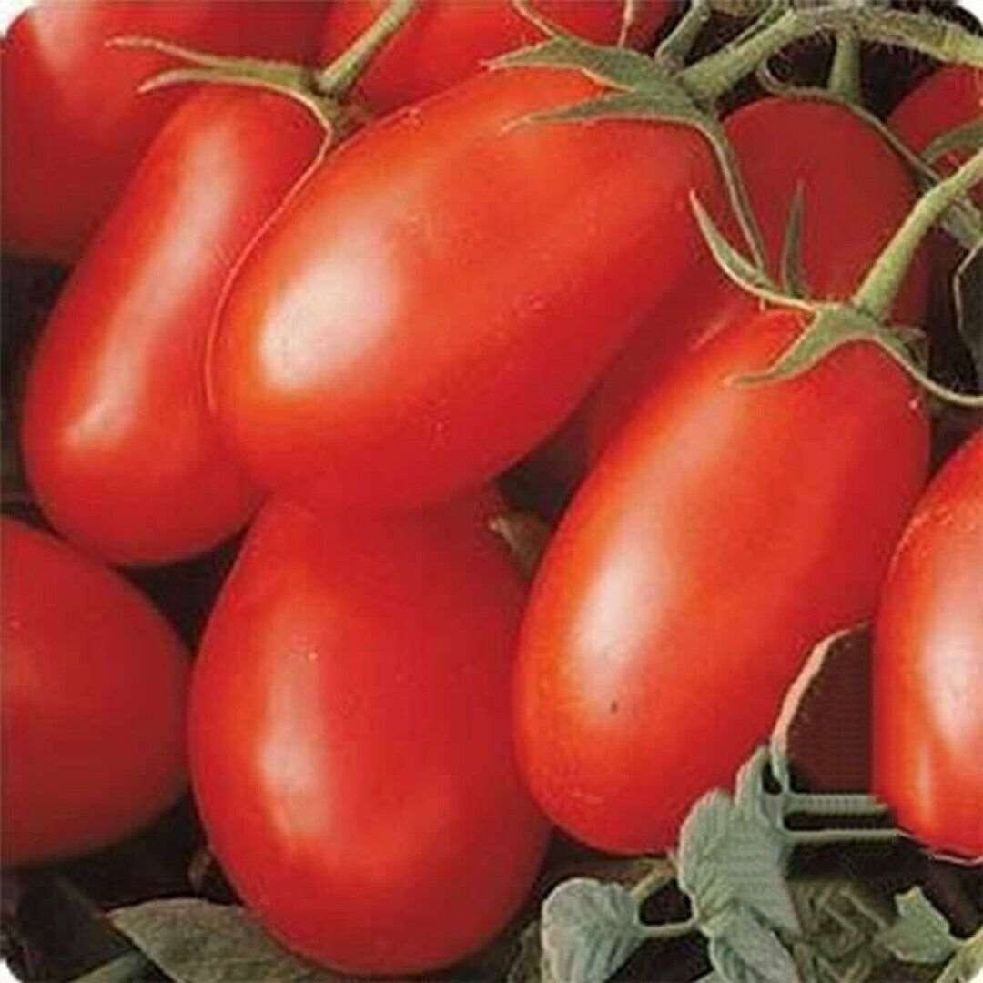 Organic Roma Tomato Seeds. - Etsy