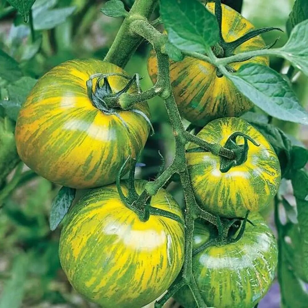 Green Zebra Tomato Seeds. - Etsy