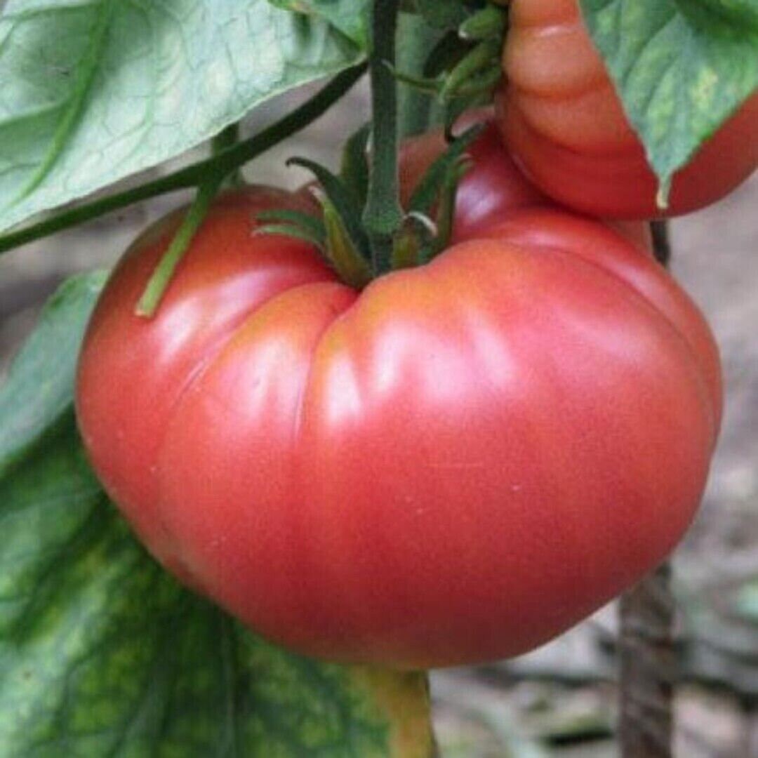 German Johnson Tomato Seeds. - Etsy