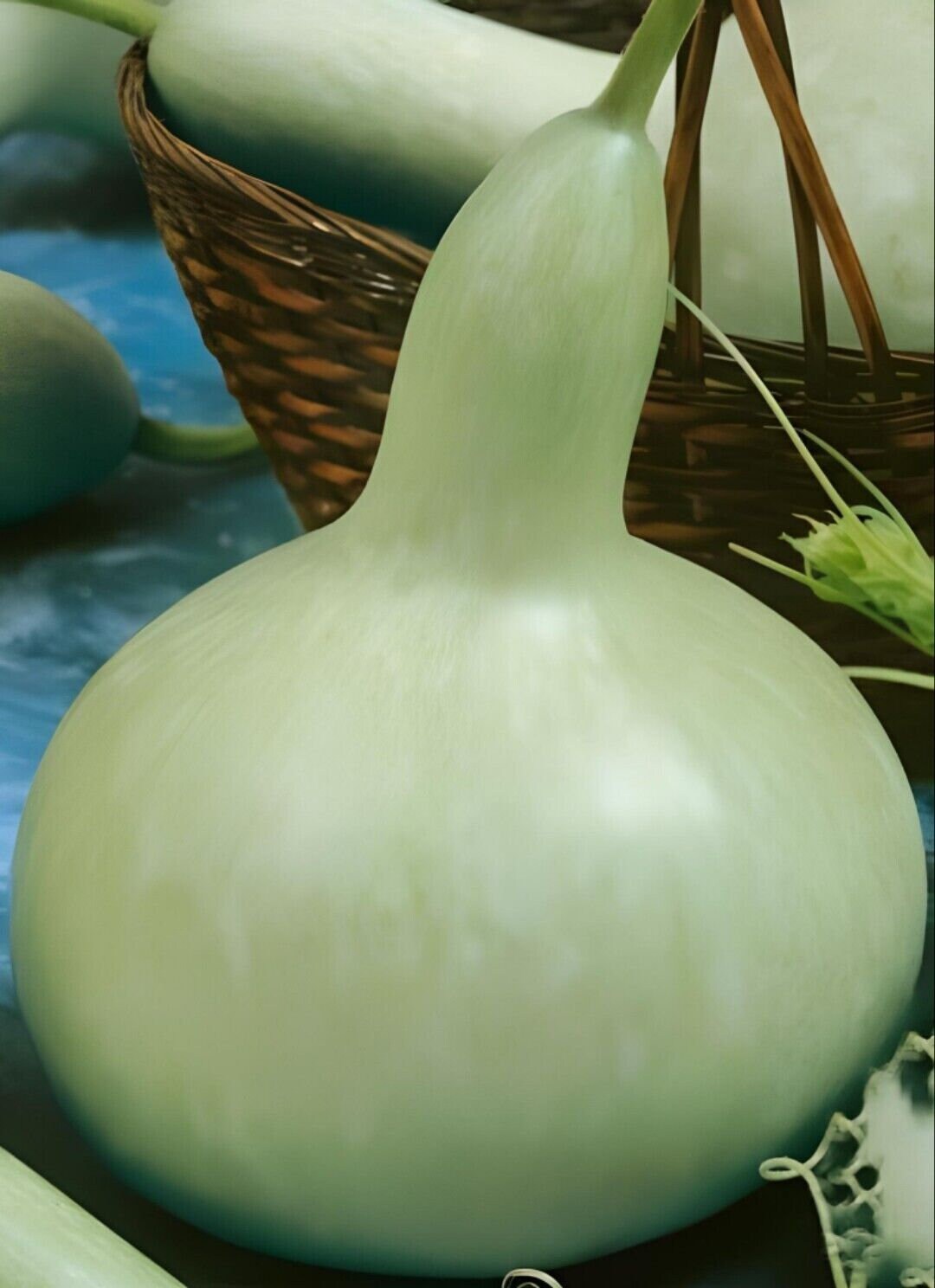 20 Martin House Gourd Seeds| Available Bushel, Speckled Swan, Bird ...