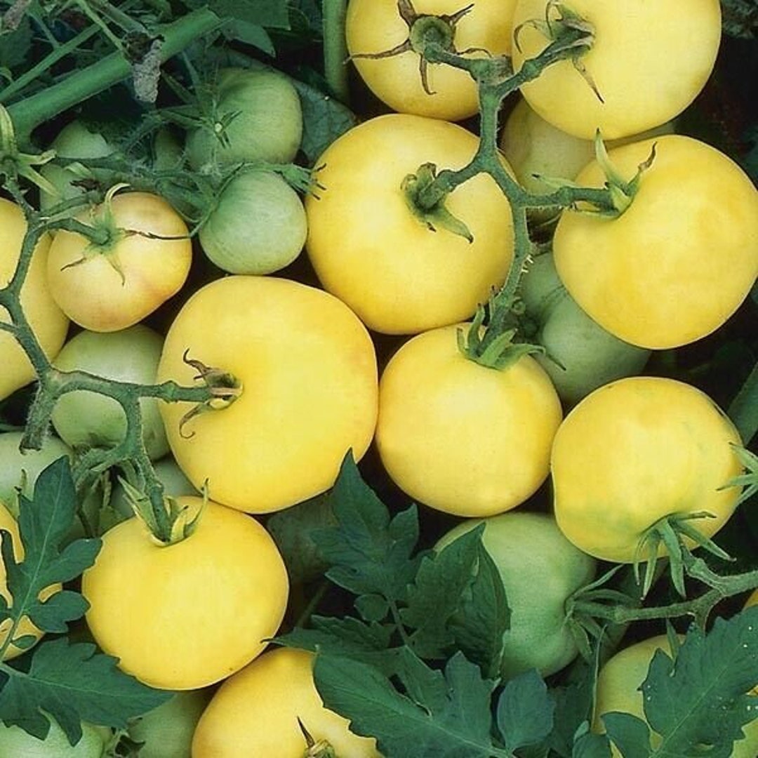 Garden Peach Tomato Seeds. - Etsy