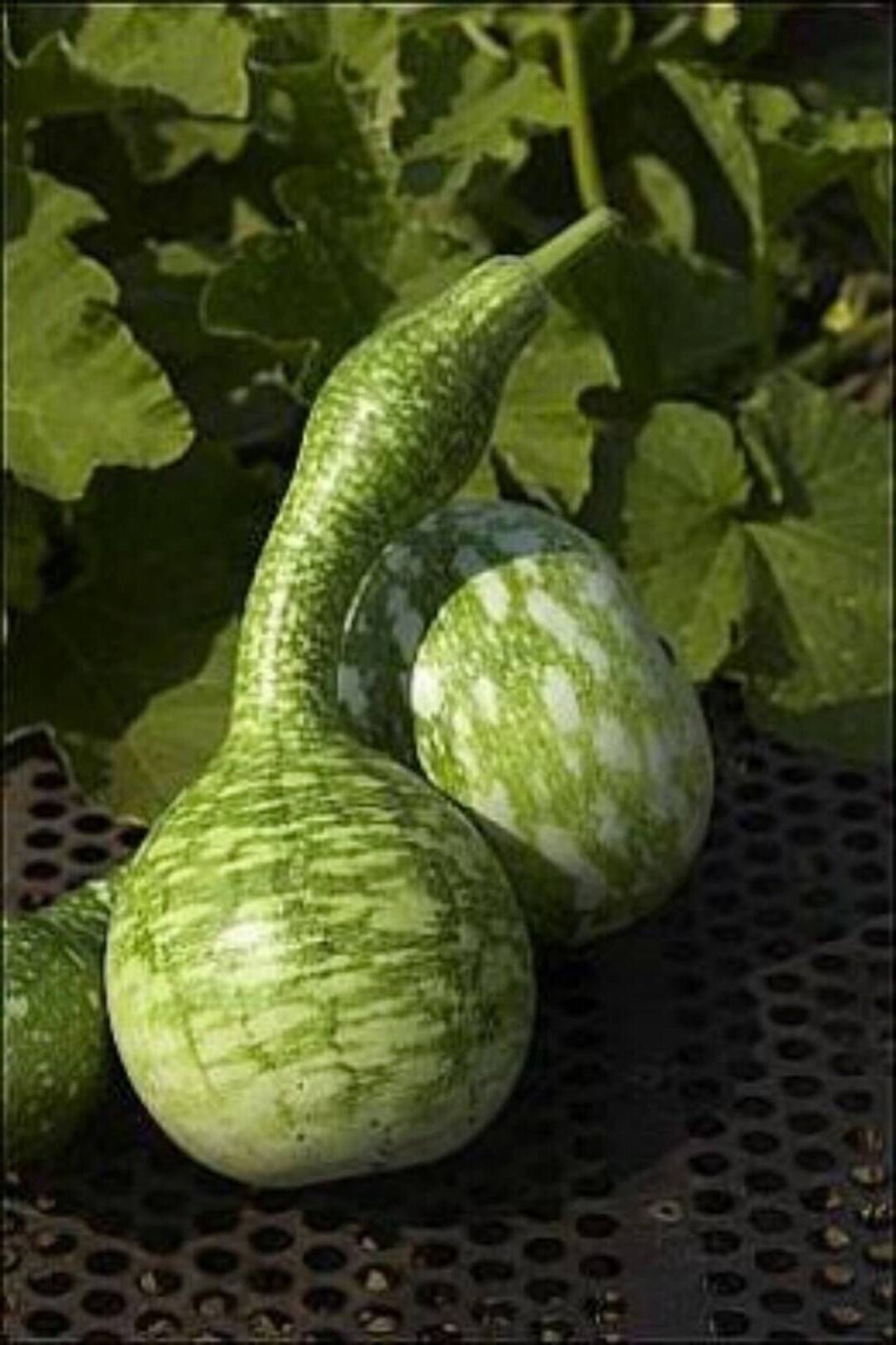 20 Speckled Swan Gourd Seeds| Non-gmo | Heirloom - 20 Seeds - Etsy