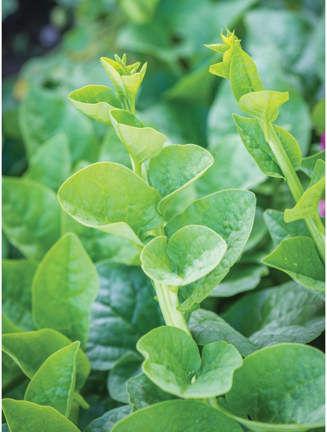 200 Green Malabar Spinach Seed - Ships Free and Fast! - Etsy