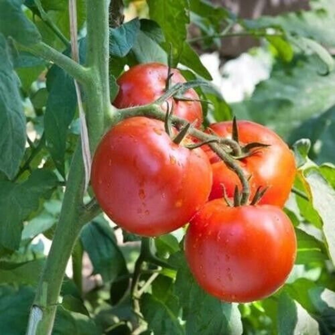 Floradade Tomato Seeds - Etsy