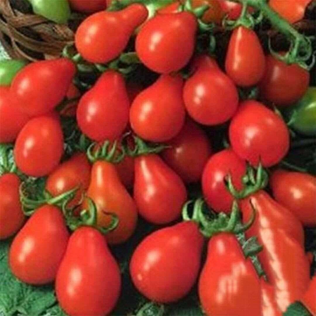 Red Pear Cherry Tomato Seeds. - Etsy