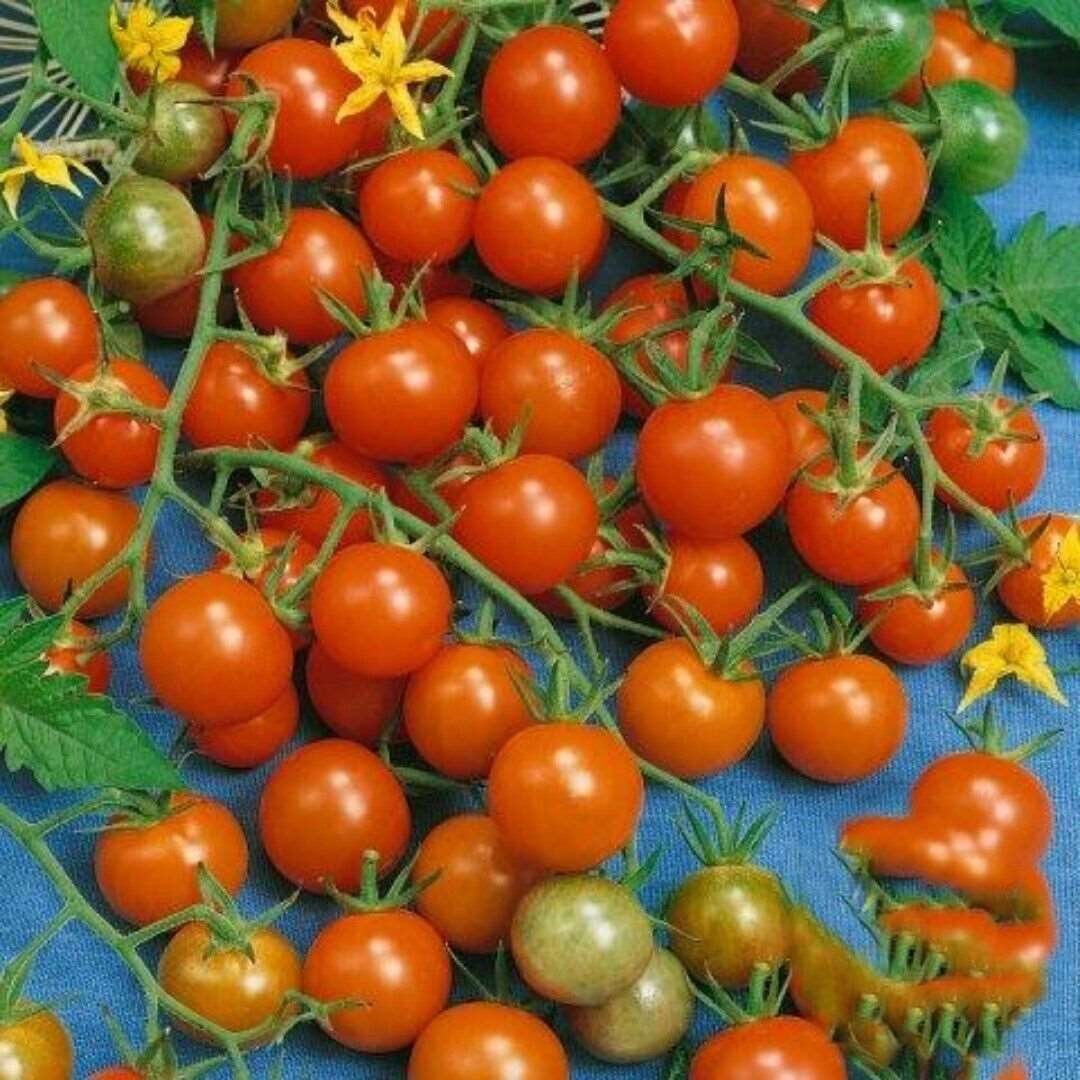 Sweetie Tomato Seeds. - Etsy