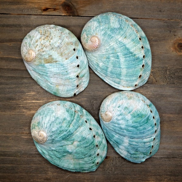 Blue Abalone Shell - Etsy