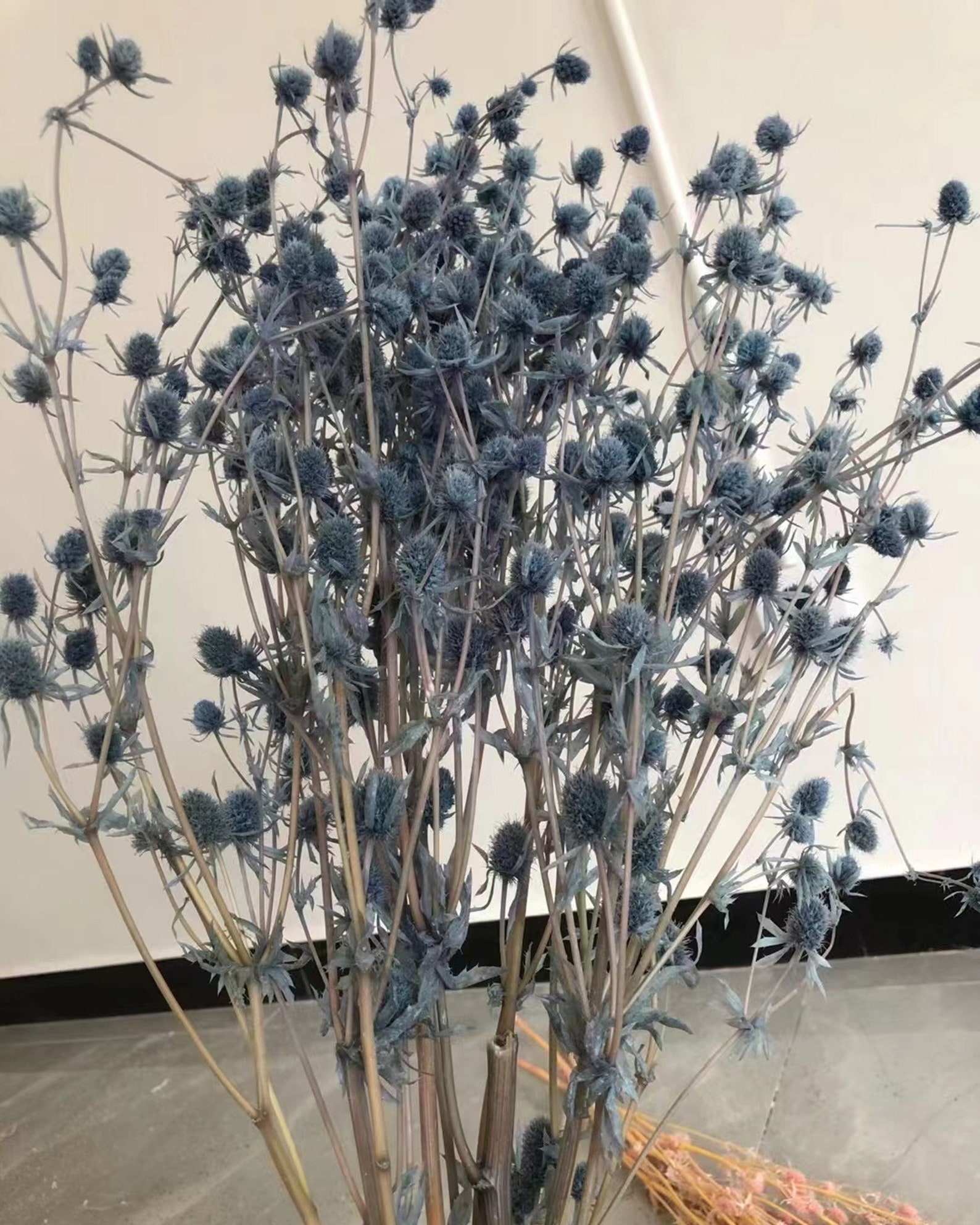 Preserved Dried Eryngium Sea Holly Flowers in Natural Tan - 15-17" Tall ...