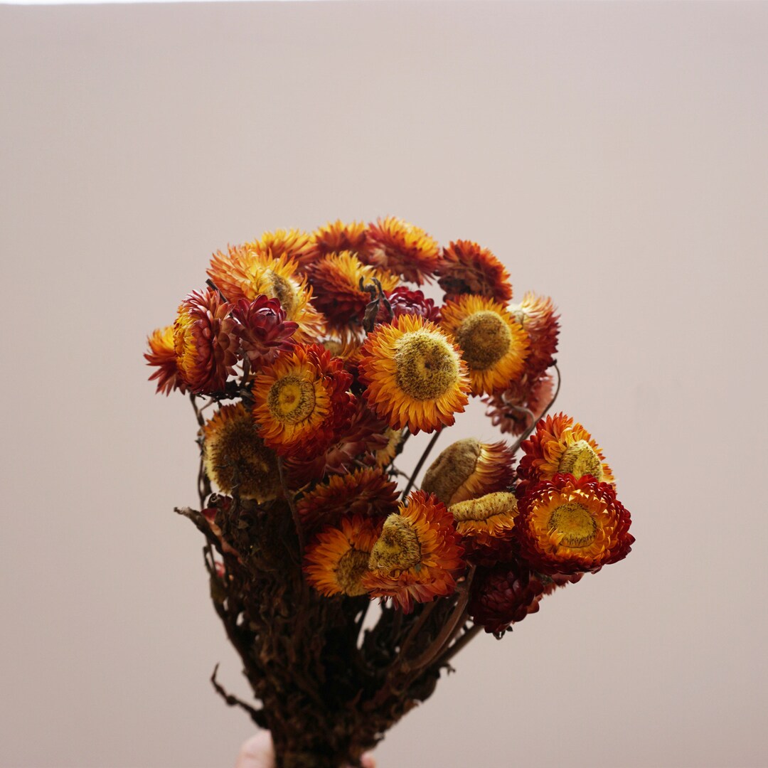 Dried Burnt Orange Daisies / Dried Rodanthe Natural / Rustic Home Decor ...