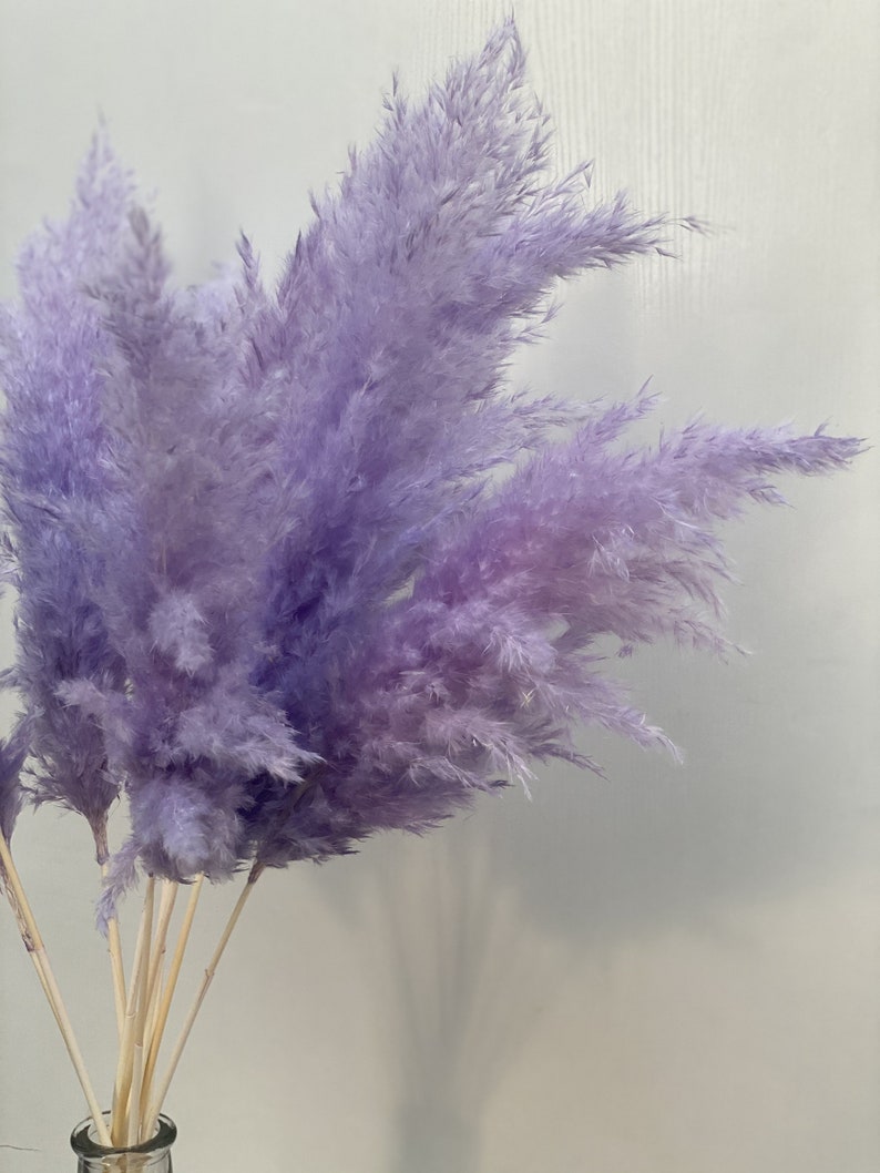 10 X Purple PAMPAS GRASS 24 Dried Flowers for Home - Etsy