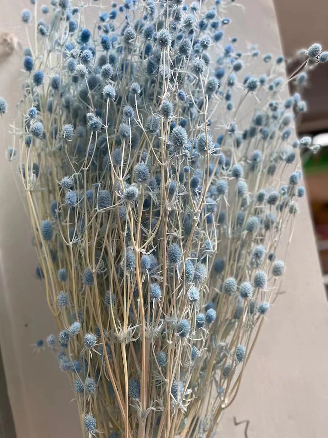 Preserved Dried Eryngium Sea Holly Flowers in Natural Tan - 15-17" Tall ...