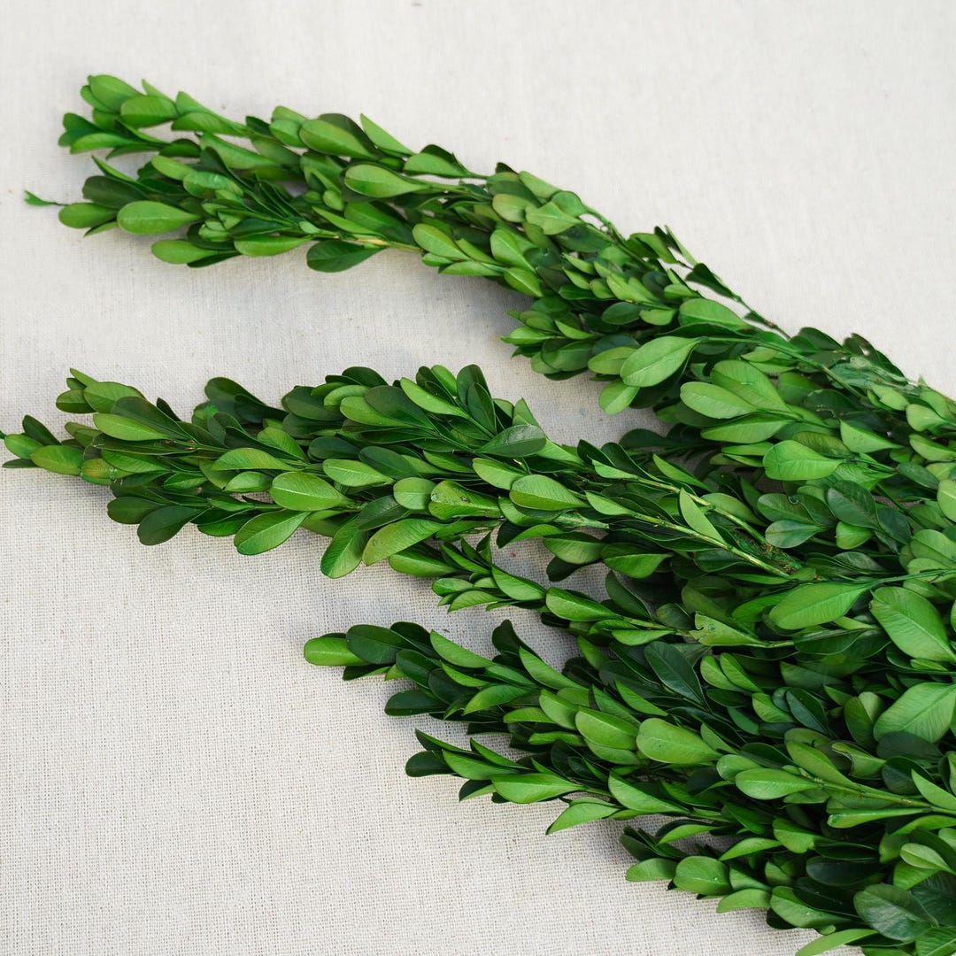 Preserved Foliage Boxwood Preserved Flowers Preserved Mini Leaf - Etsy