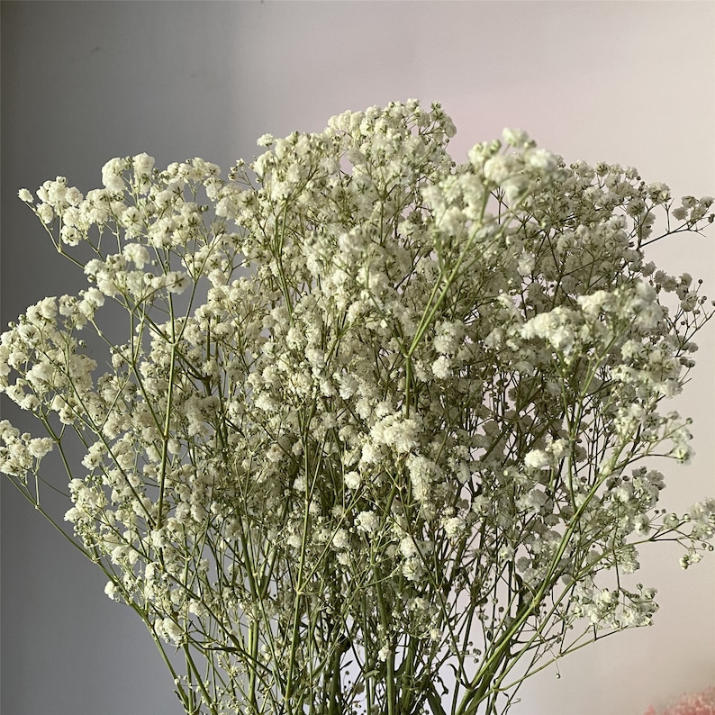 Natural Baby's Breath Flower Gypsophila, Bouquet, Home Decoration ...