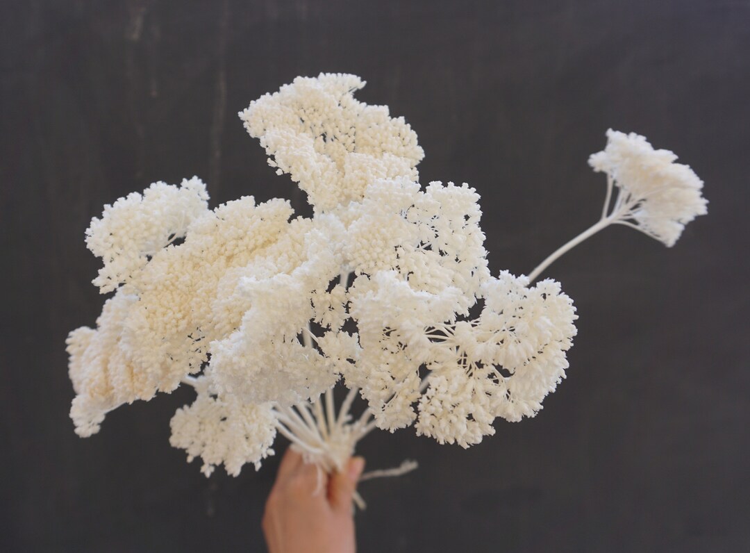 Burnt Orange Yarrow Dried Yarrow, Natural Flowers Yallow Flowers, Fall ...