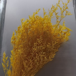 Preserved Caspia Preserved Caspia, Dried Flowers Bunch, Dried Bunch ...